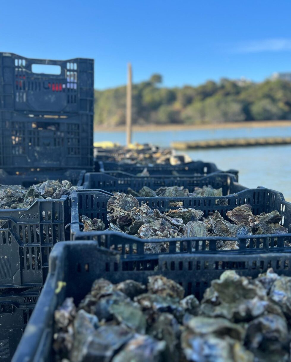 Oyster Farming: A Trifecta Of Taste, Health & Enviromental Benefits