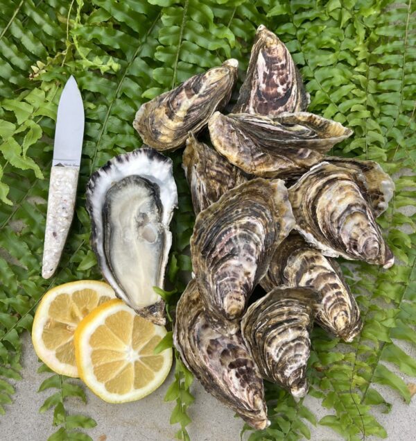 Mahurangi Diploid (Wild Caught) Oysters (Live) Price is per lot of 30 ...
